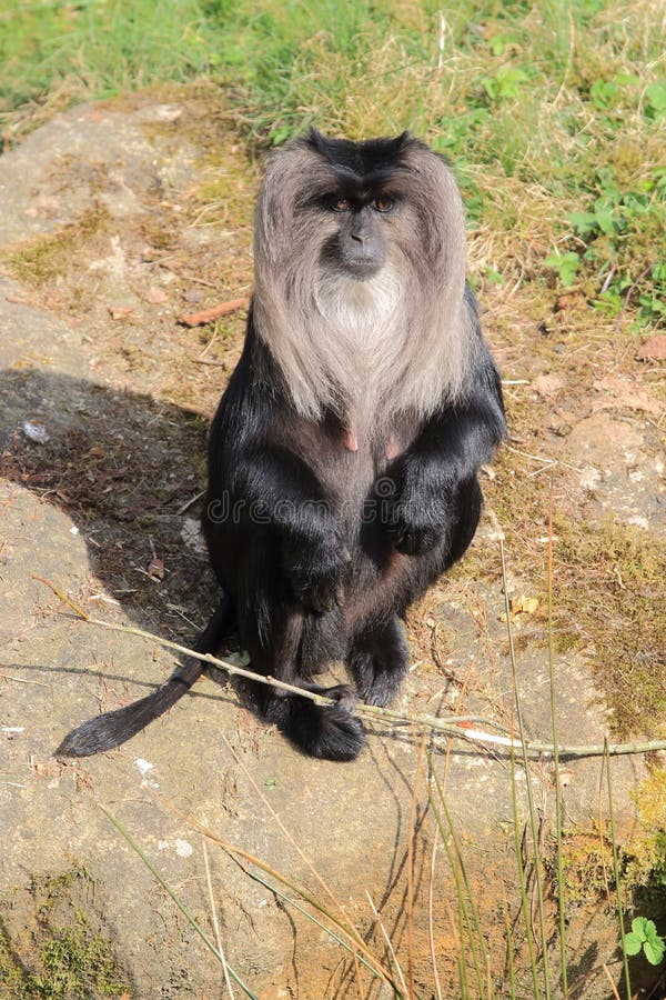 Watching Lion-tailed Macaque Stock Image - Image of observe, grave ...