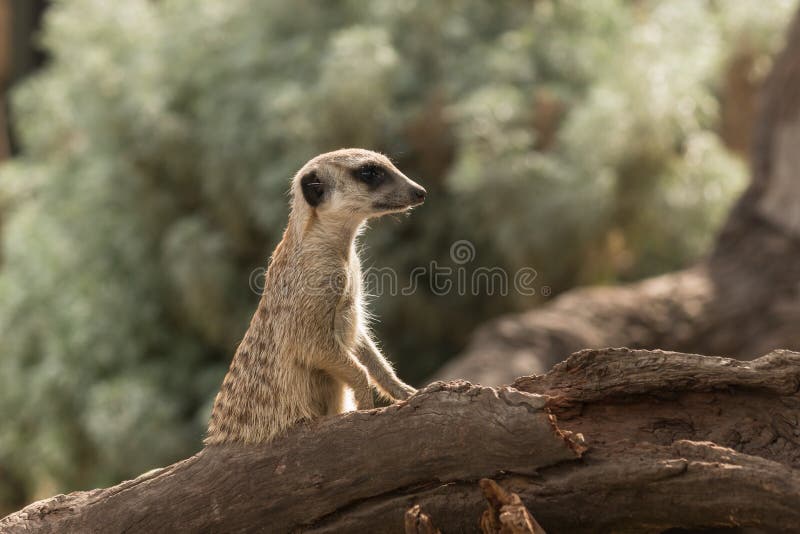 Watching meerkat stock photo. Image of africa, suricatta - 43920288