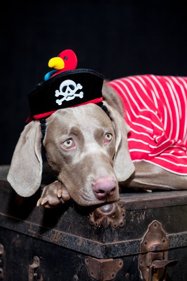 Watching over the treasure stock image. Image of travel - 74357705