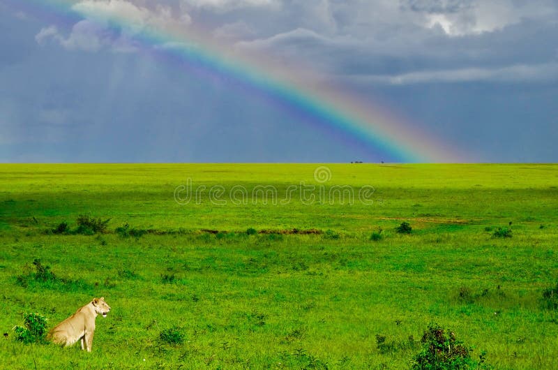 Watching the rainbow. stock photo. Image of beautiful - 92306456