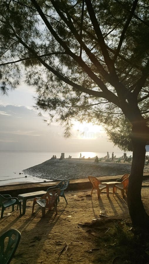 Watching the Sunset Under the Cedar Trees on a Sandy Beach with a Few ...
