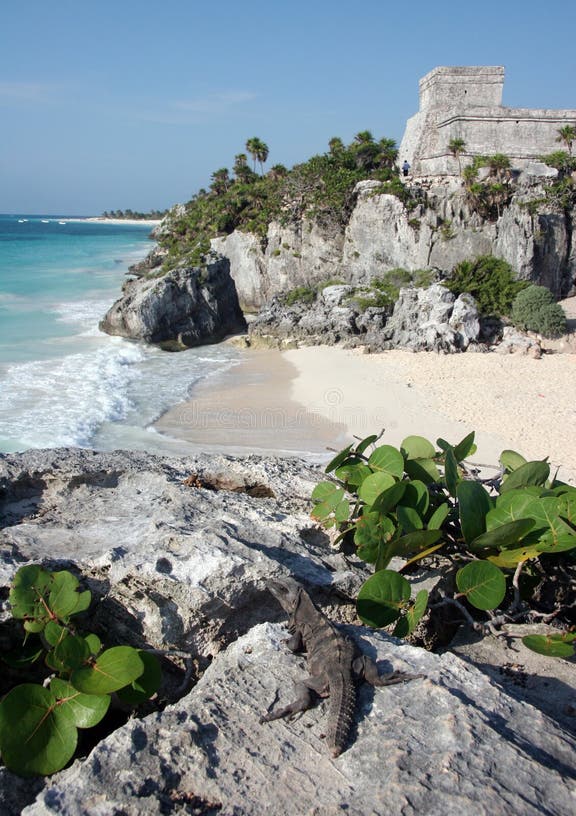 Watching Tulum Ruins with a Lizard Stock Photo - Image of animal ...