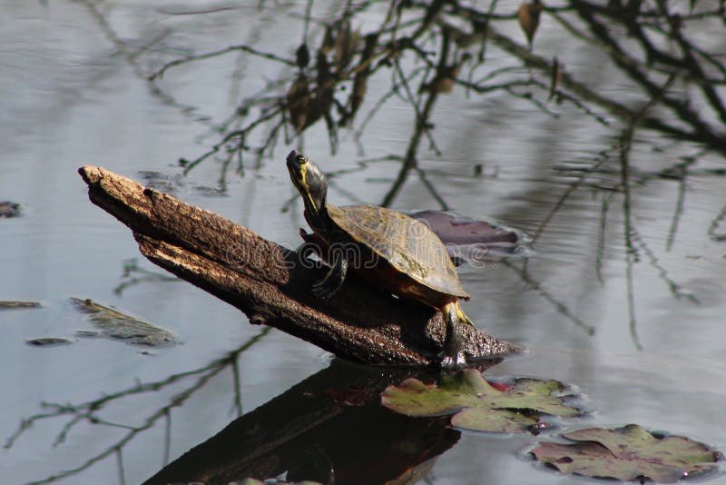 Turtle Climb stock image. Image of gravel, grass, resting - 20115385