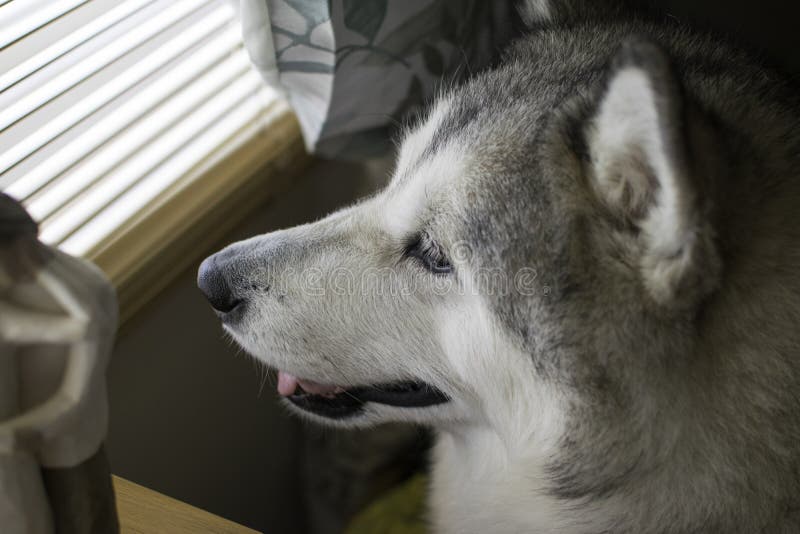 Watching and Waiting stock image. Image of animal, husky - 92389455