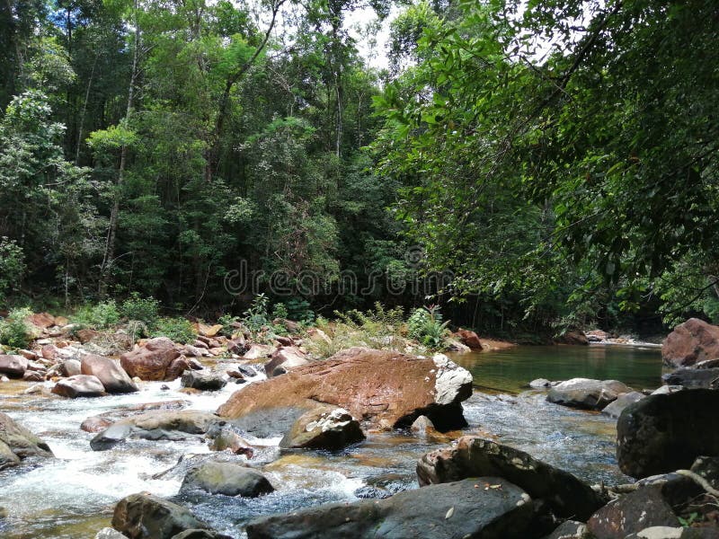 Riverâ€‹ wildâ€‹ forestâ€‹ stock image. Image of tree - 259545381