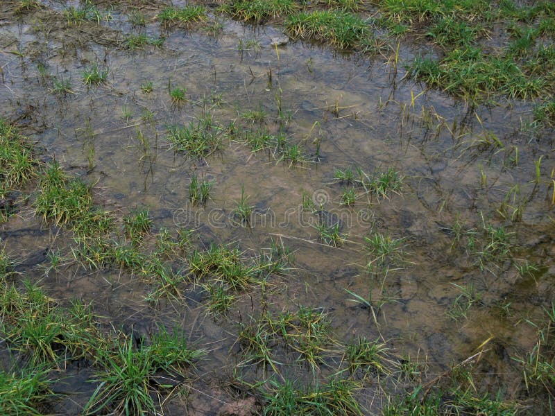 Water Accumulation on the Ground after Rain Stock Image - Image of leaf ...