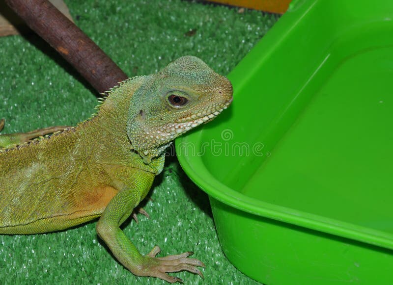 Water Agama, or Eastern Water Lizard Latin Physignathus Cocincinus ...