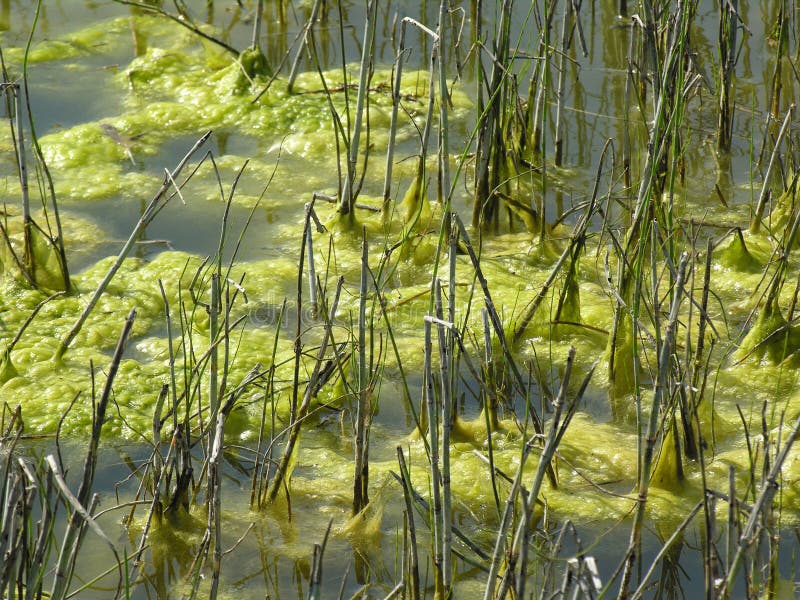 Algae stock photo. Image of environment, growth, ripples - 5877394