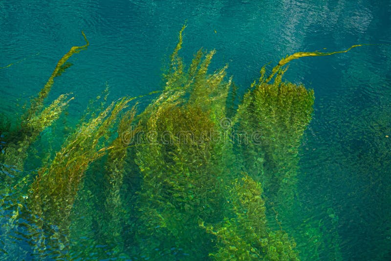 Water with Algae that Create Beautiful Abstract Images Colored Green ...