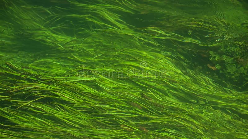 Water algae texture stock footage. Video of pattern - 193608464
