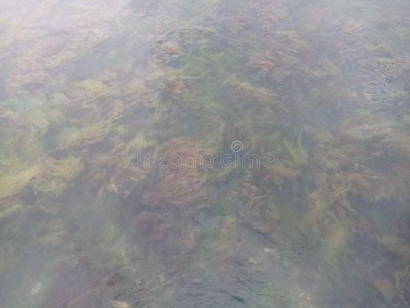 Algae under a microscope. stock image. Image of micro - 113554695