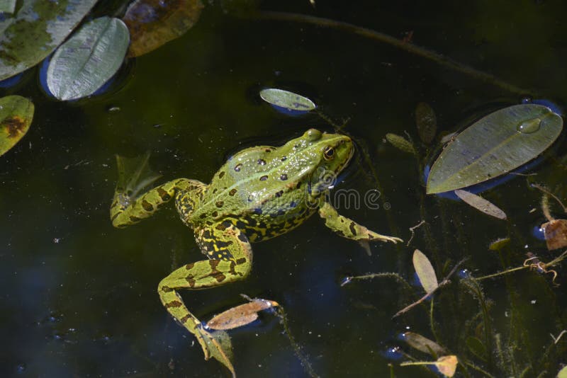 Water, Amphibian, Ranidae, Fauna Picture. Image: 107375235