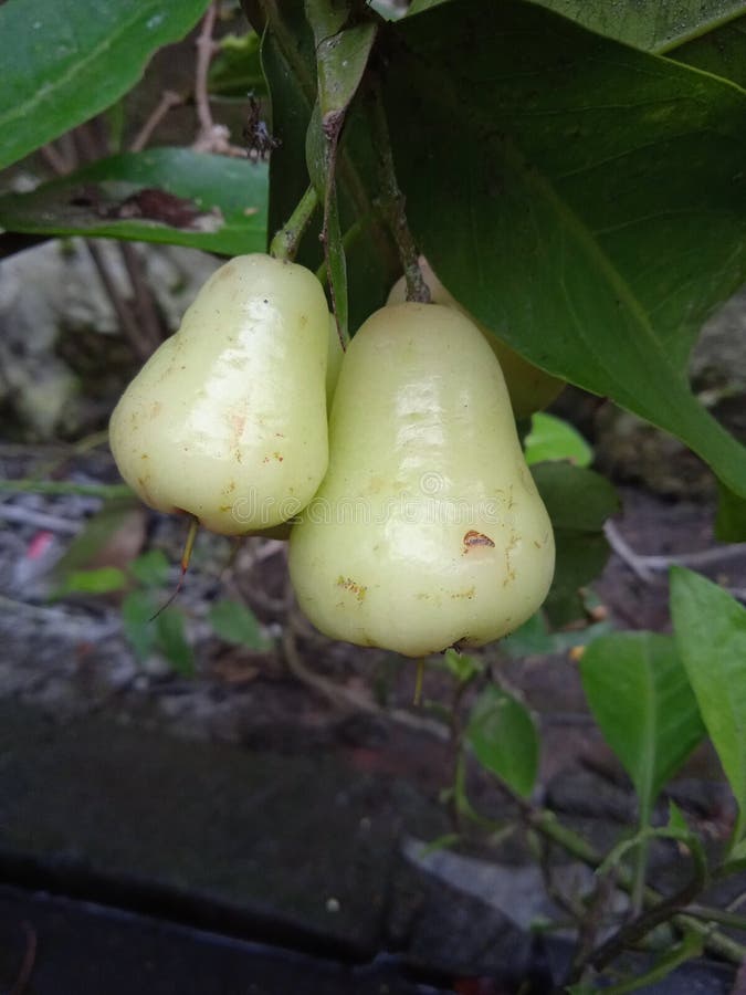 Water Apple stock photo. Image of cuisine, leaf, citrus - 240608044