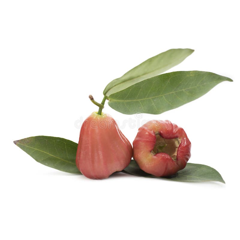 Water Apple or Red Rose Apple or Bell Fruit on White Background Stock ...