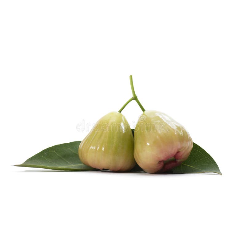 Water Apple or Red Rose Apple or Bell Fruit on White Background Stock ...