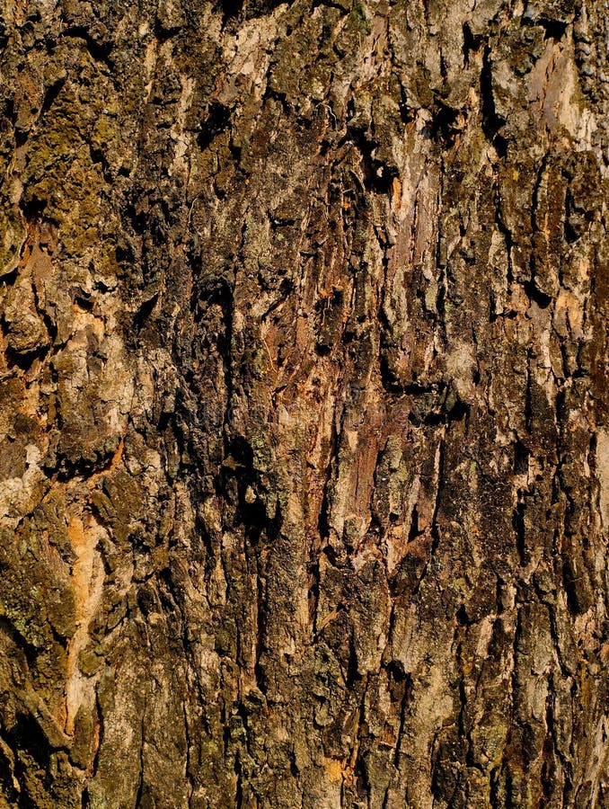 Water apple tree bark stock image. Image of guava, rough - 323584173