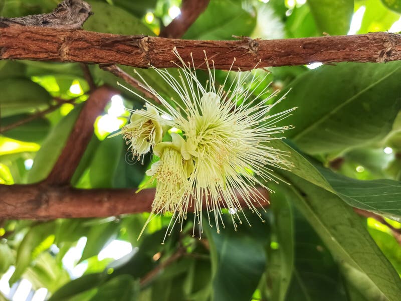 The Water Apple Tree Has Bloomed with Beautiful Flowers. Stock Image ...