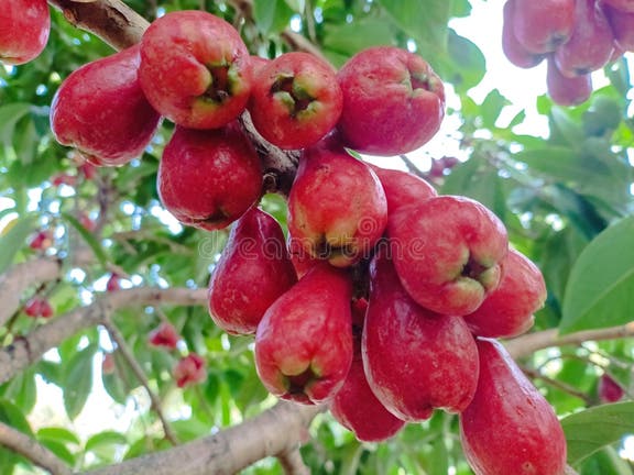 Water Apple Tree and Its Fruit Stock Photo - Image of experience, apple ...