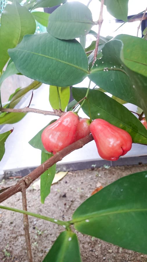 Water apple at tree stock photo. Image of apple, royal - 124112620