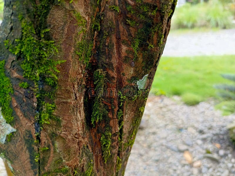 Water Apple Tree Wood Texture Stock Photo - Image of water, apple ...