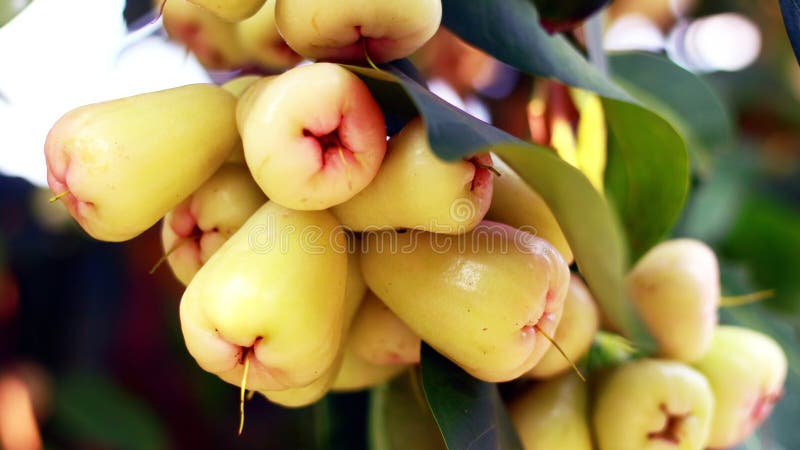 Water apples stock image. Image of tree, plant, fruit - 335353199