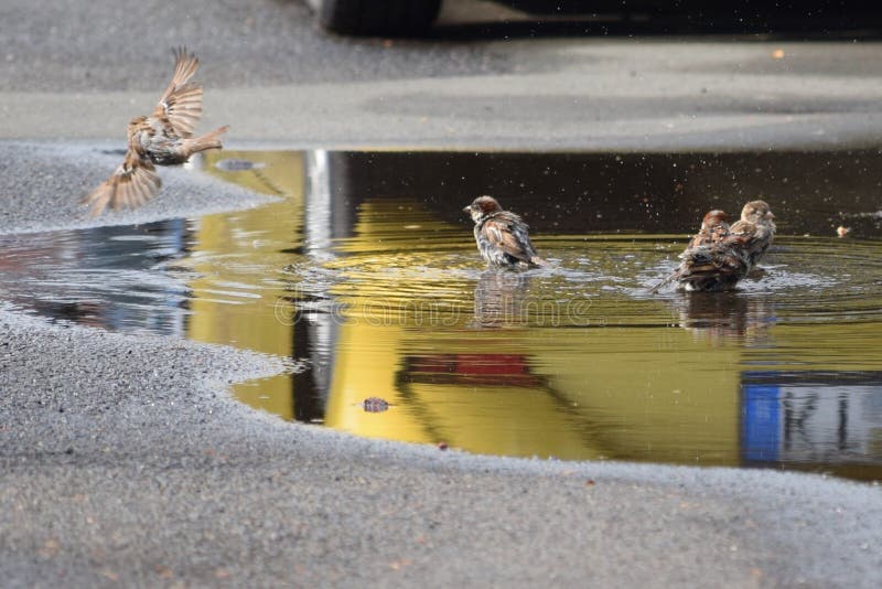 Water aversion stock photo. Image of sparrows, bathing - 192477098