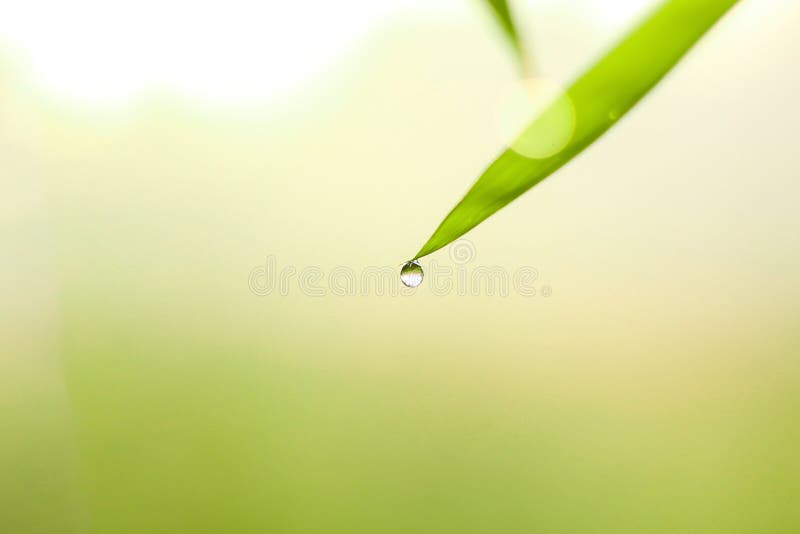 Water on Bamboo Leaves Dripping at Leaf Tips, Spa Concept Natural ...