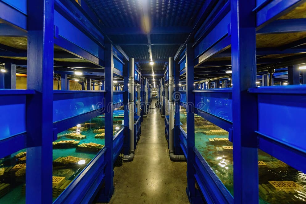 Water Basins with Automatic Feeding and Water Recirculation for Growing ...