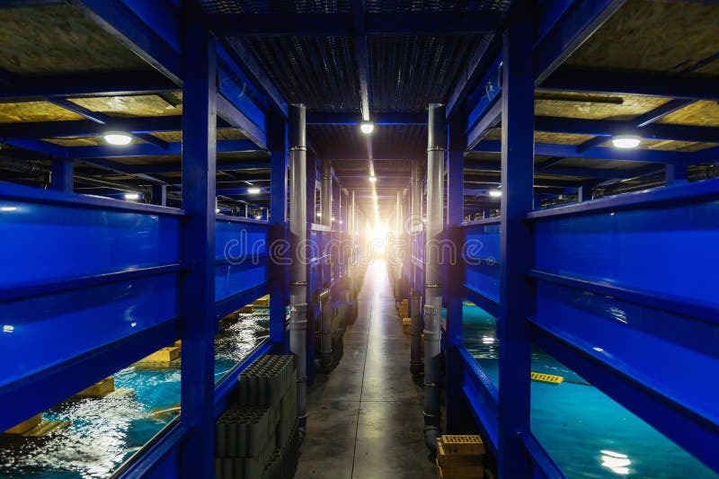 Water Basins with Automatic Feeding and Water Recirculation for Growing ...