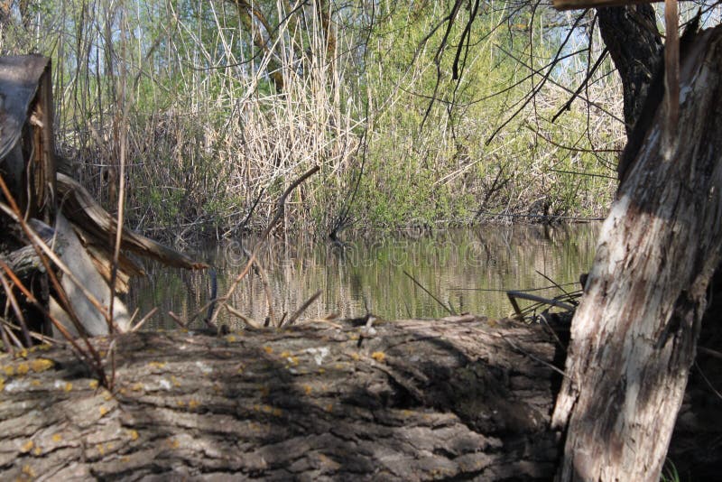 Water in the beaver Creek stock photo. Image of reed - 125257366