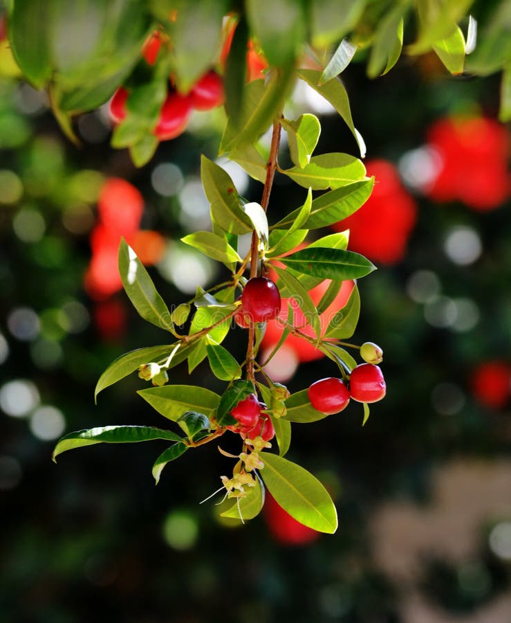 Waterbessie Stock Photos - Free & Royalty-Free Stock Photos from Dreamstime