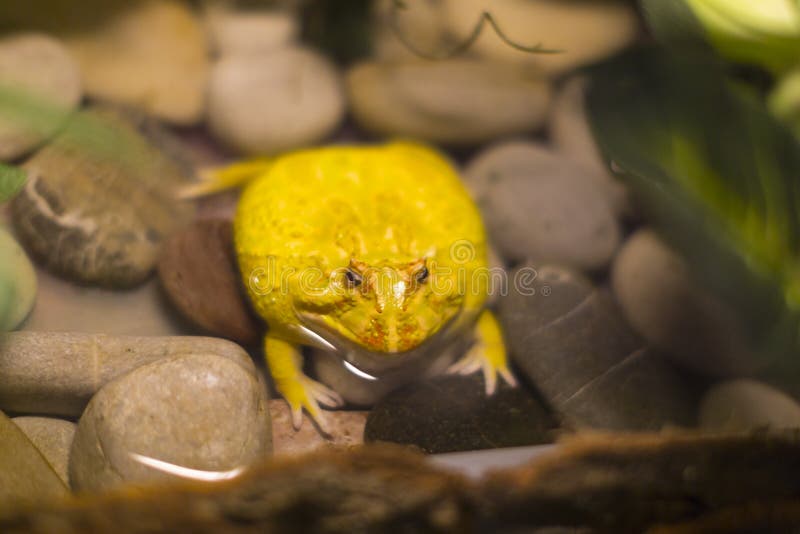 Water Big Tropical Frog Yellow Stock Photo - Image of dragon, creature ...