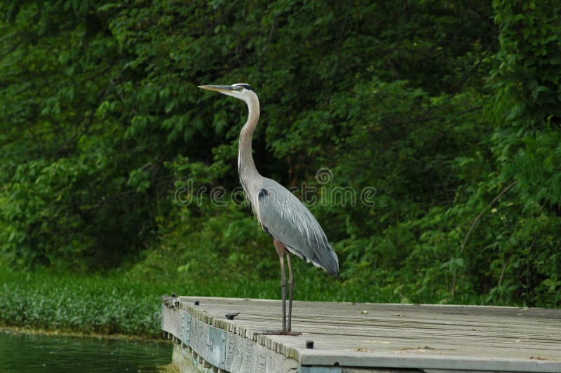 Water Bird, Crane, Standing. Stock Photo - Image of river, green: 111132960