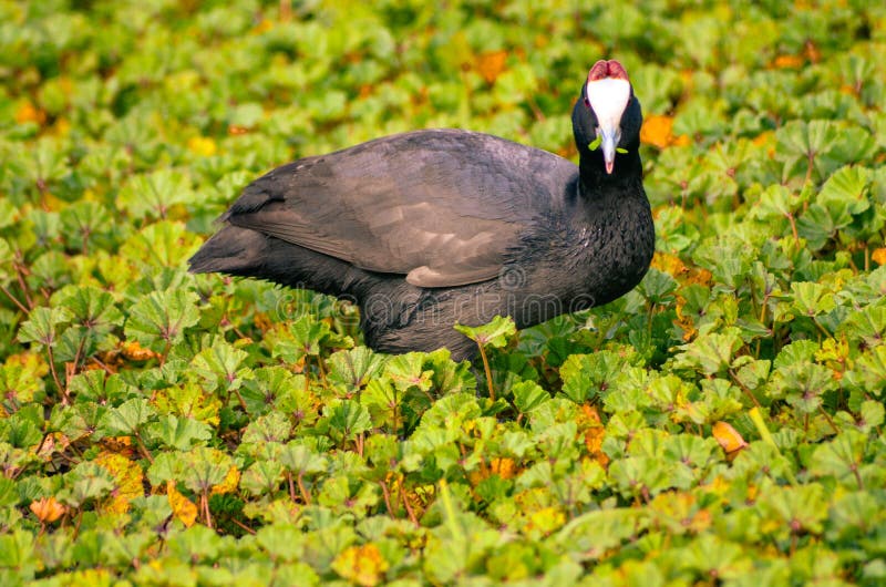 Water bird by the dam stock photo. Image of waterbird - 226409374