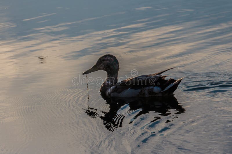 Water, Bird, Water Bird, Duck Stock Image - Image of goose, feather ...