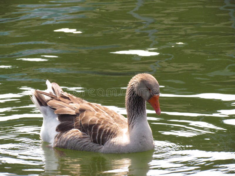 Water, Bird, Water Bird, Fauna Picture. Image: 122107746