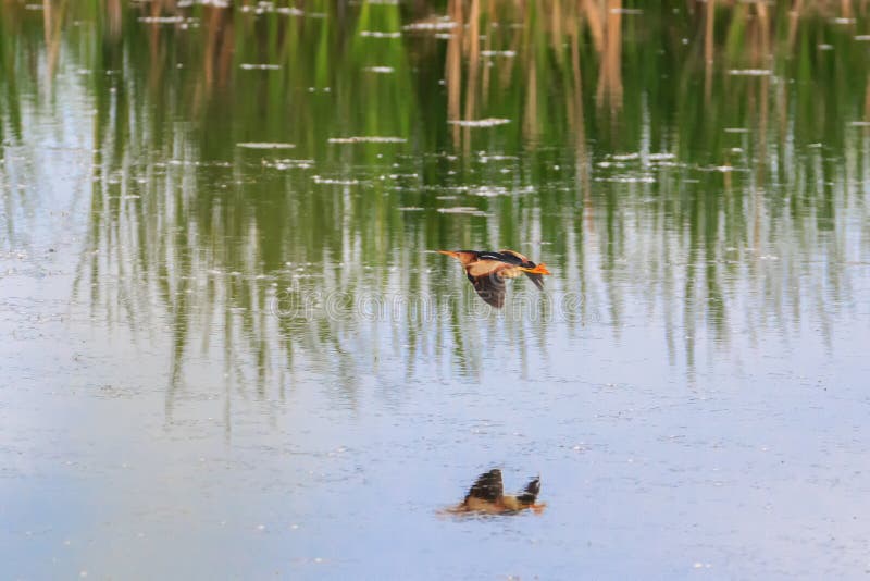 Least Bittern Marsh Bird Flying Over Pond with Reflections in Water ...