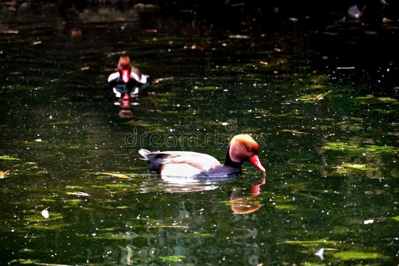 Water, Bird, Nature, Reflection Stock Image - Image of tree, beak ...