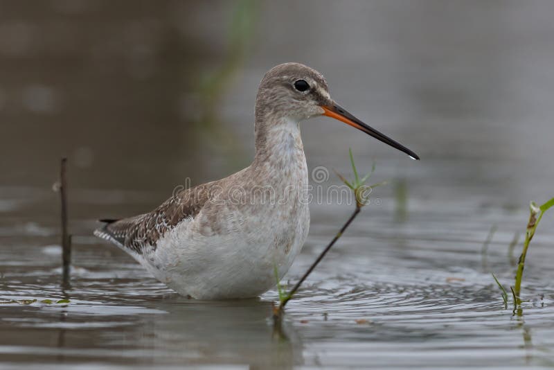A Beautiful Water Bird Near a Pond Stock Image - Image of species, wing ...
