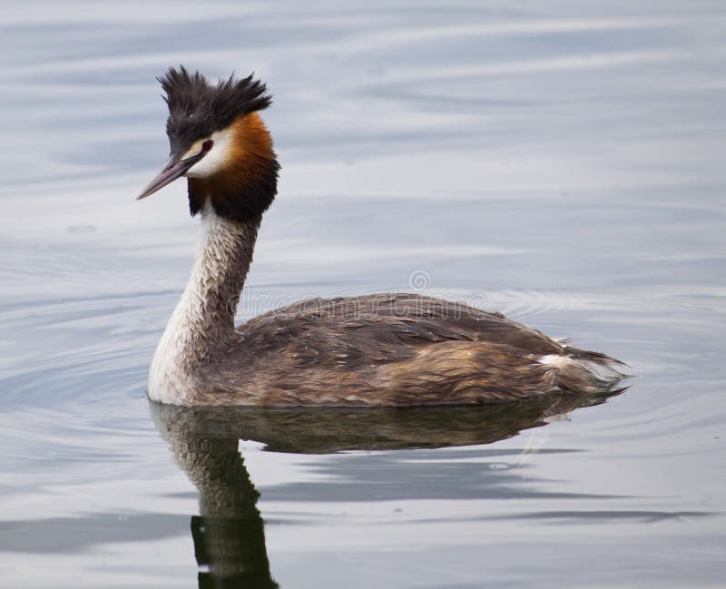 Water Bird Podiceps Cristatus Stock Photo - Image of grebe, wings: 91878478