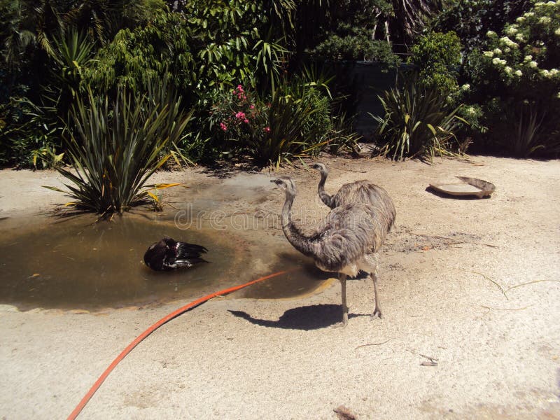 Water bird pond stock image. Image of waterbird, goose - 191422481