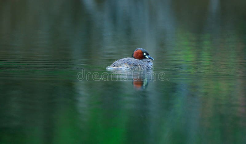 A Water Bird on Pond in Spring Stock Photo - Image of bird, green: 70974454