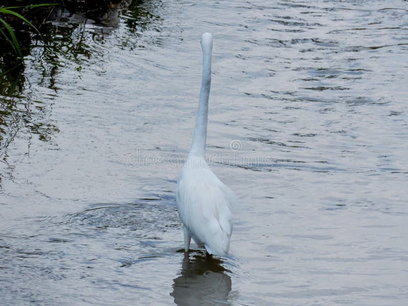 Water Bird Rear View Perched on Water Stock Photo - Image of water ...