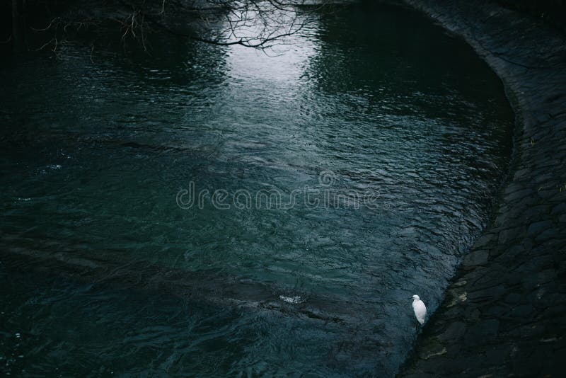A water bird by the river stock photo. Image of stream - 268924562