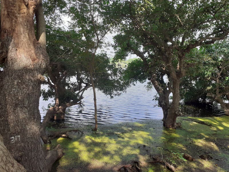 Water Bird Sanctuary with Trees and Birds Stock Image - Image of water ...