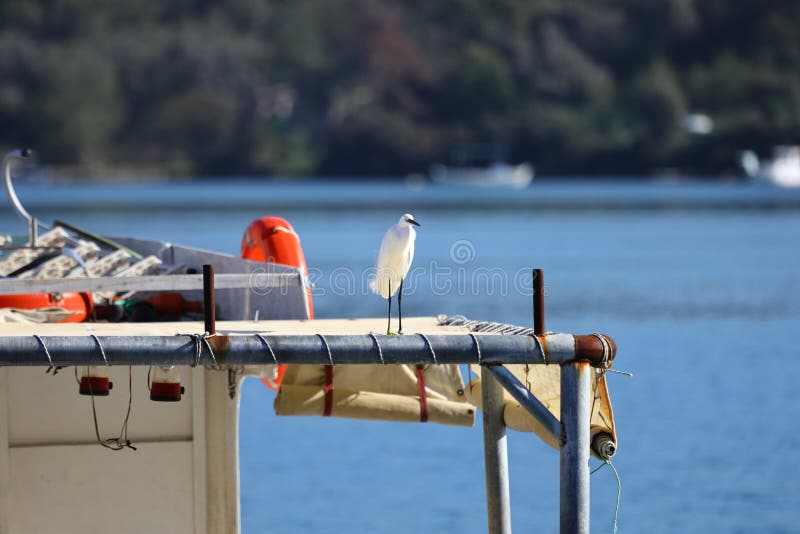 Water Bird Taking a Lunch Break on Migration Routes Stock Photo - Image ...