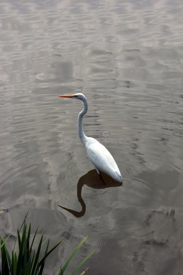 Water bird stock image. Image of bird, wild, outdoor - 81698503