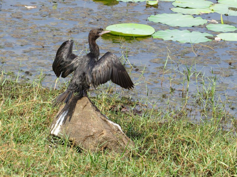 Water Birds stock photo. Image of pond, cormorant, water - 89948342