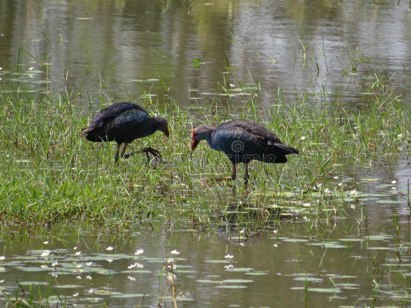 Water Birds stock photo. Image of cool, beautiful, plant - 89950022