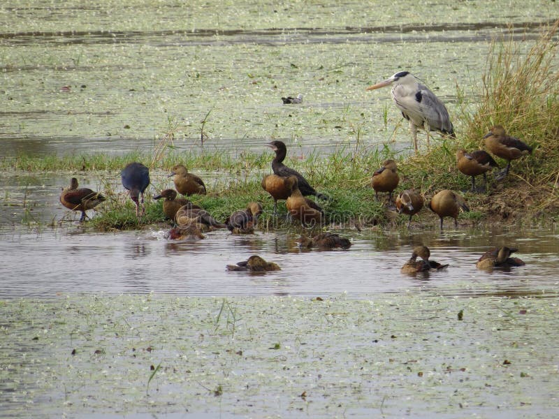 Water Birds stock photo. Image of ecosystem, wildlife - 89952036